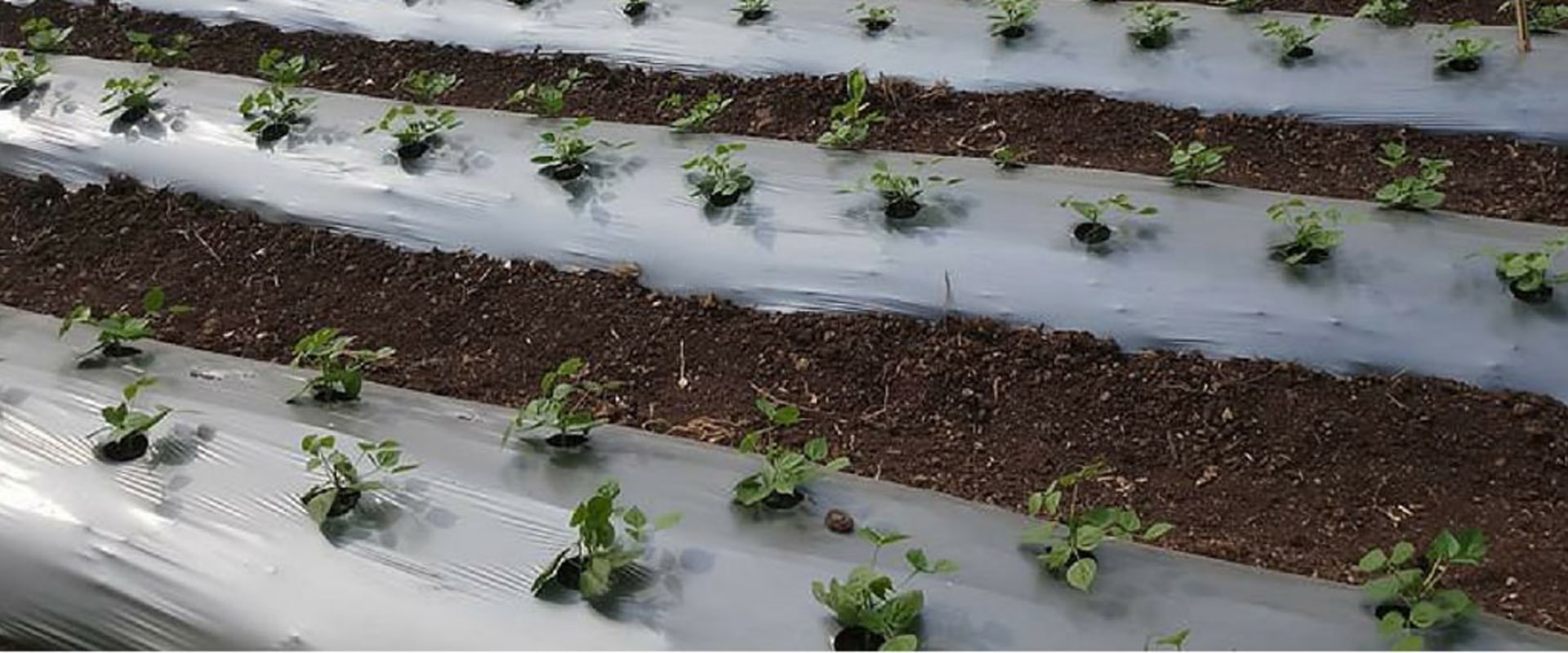 Mulching Techniques for Increasing Crop Yields