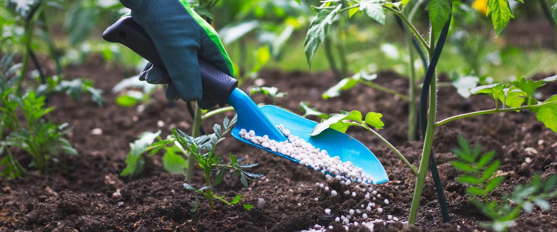 Organic Fertilizers: Everything You Need to Know