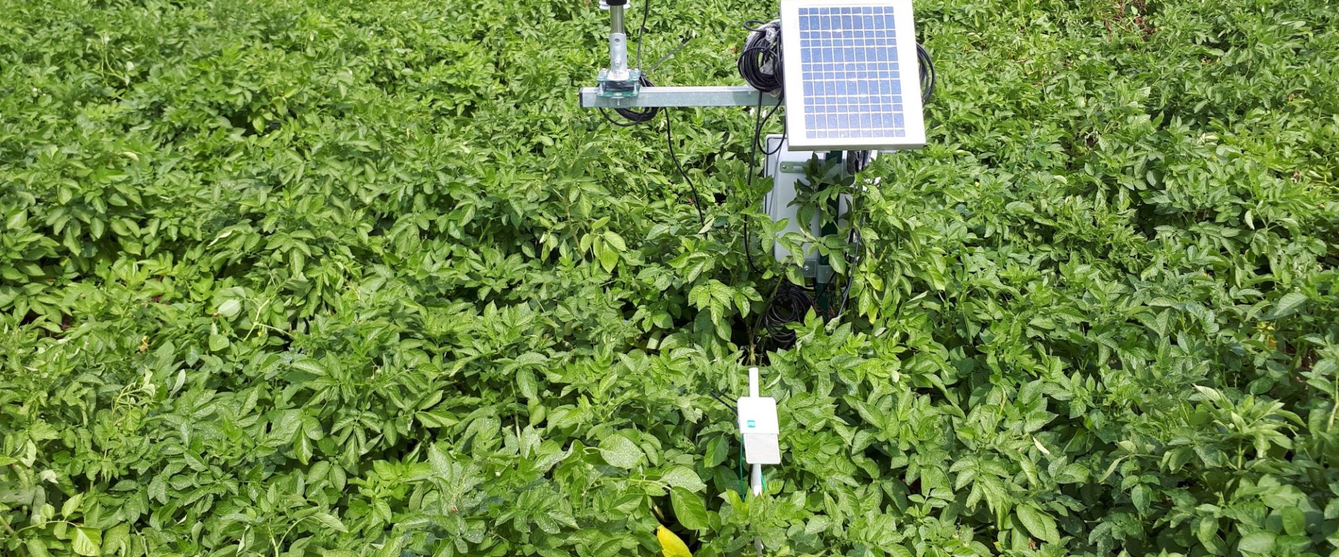 Reducing Pesticide Use on Farms