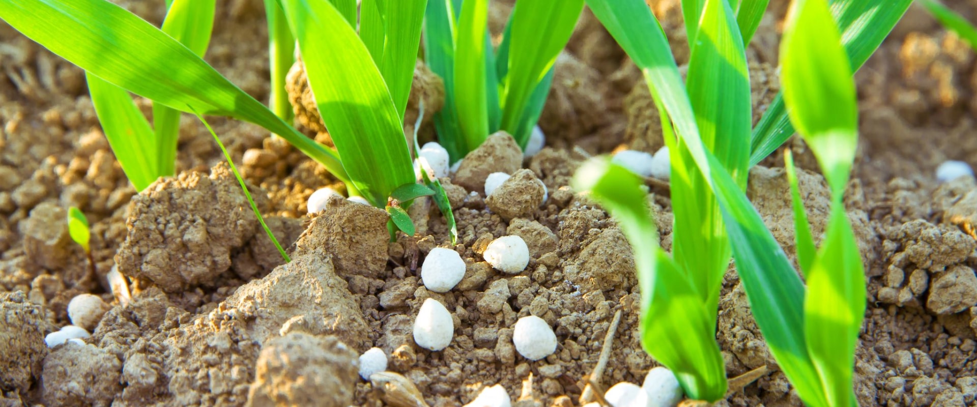 Maximizing Crop Production with Soil Amendments and Fertilization