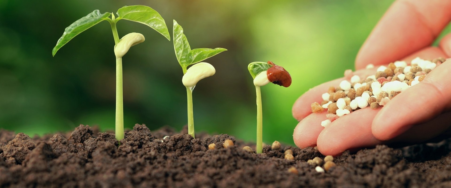 Organic Fertilizers: An Overview of Benefits and Uses