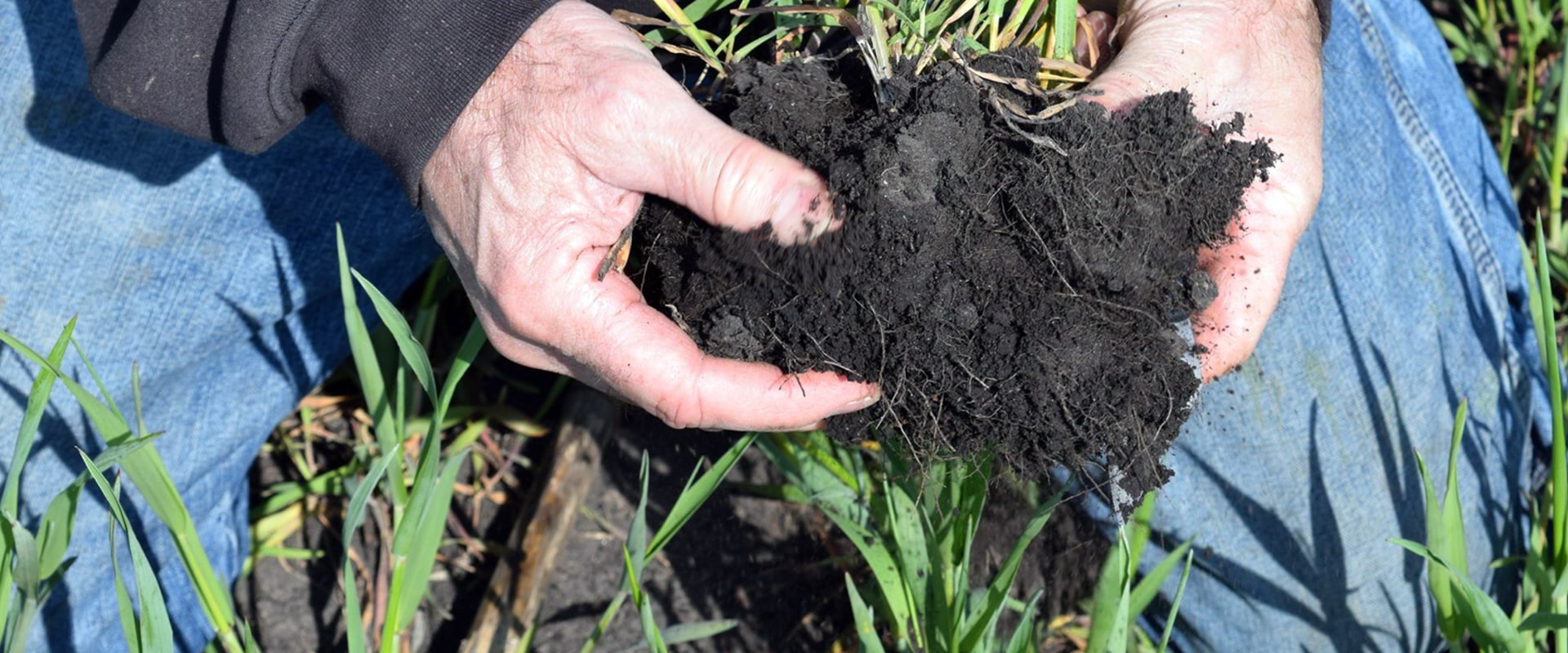 Cover Cropping Techniques to Improve Soil Health and Increase Yields