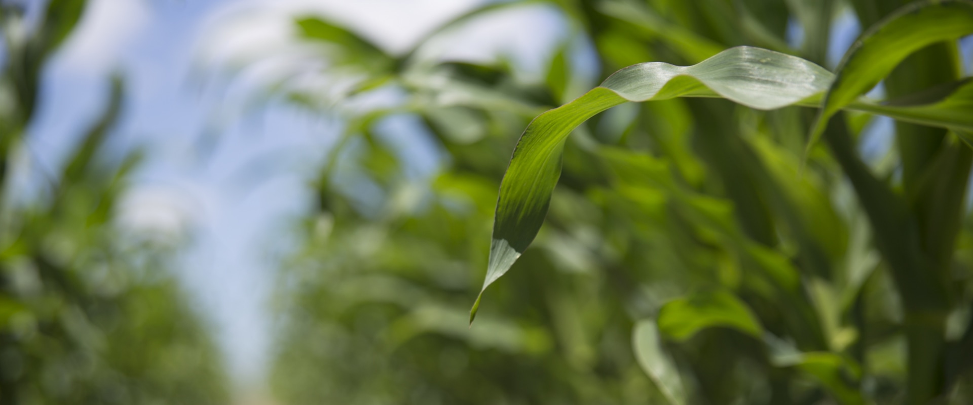 How Foliar Plant Micronutrients Help Increase Yield