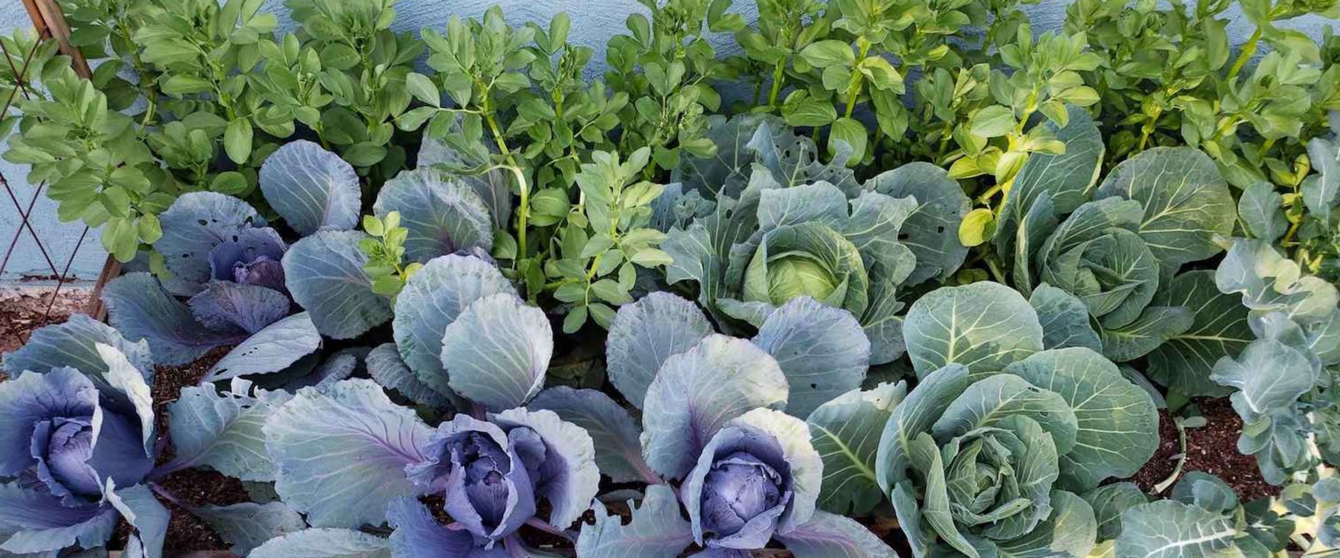 Benefits Of Crop Rotation A Complete Overview