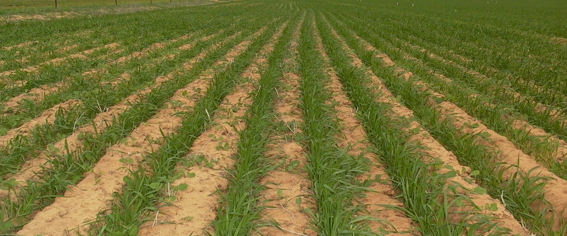 Organic Pest and Weed Control: Best Practices for Increasing Crop Yields